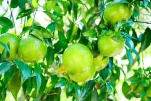 Tangerine Bread - Chipa by the Dozen